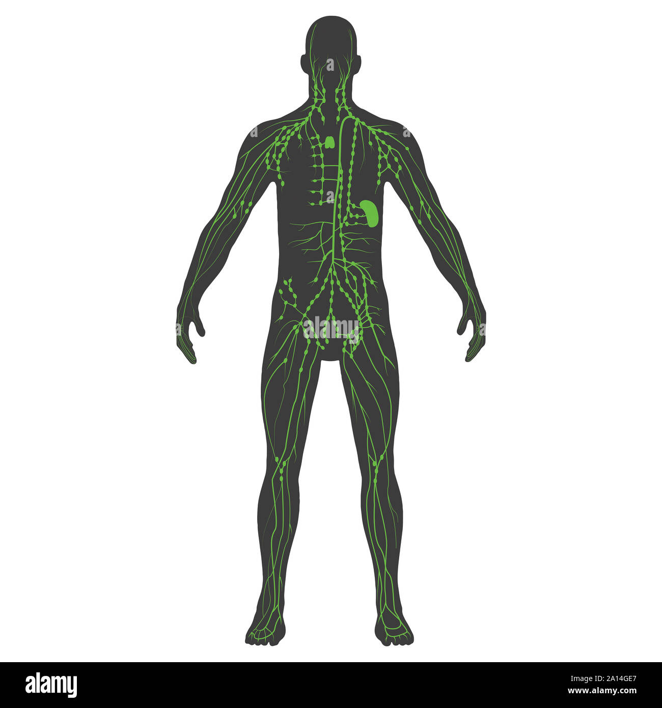 Anatomy of the lymphatic system Stock Photo - Alamy