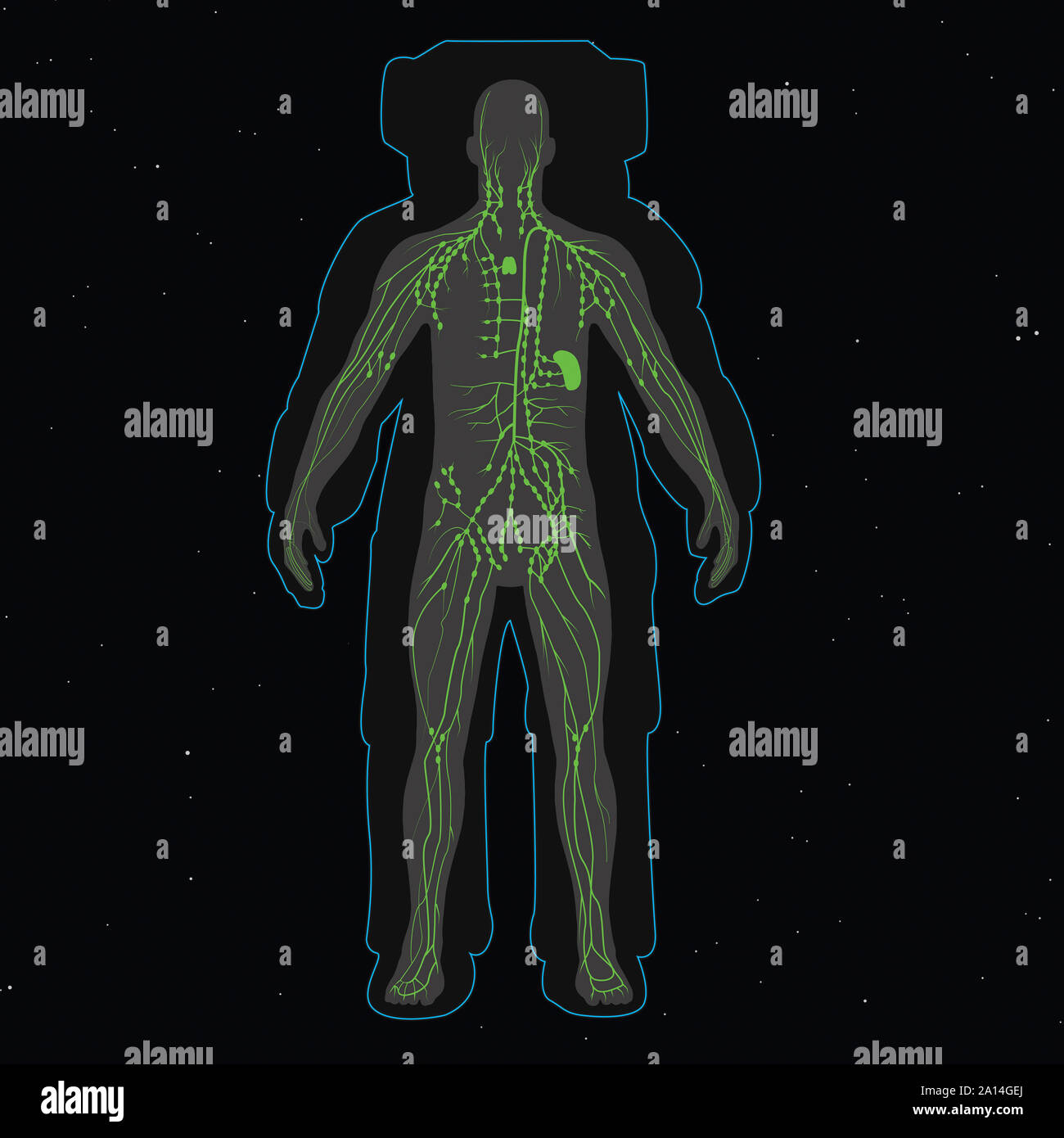 Anatomy of the lymphatic system of an astronaut Stock Photo - Alamy
