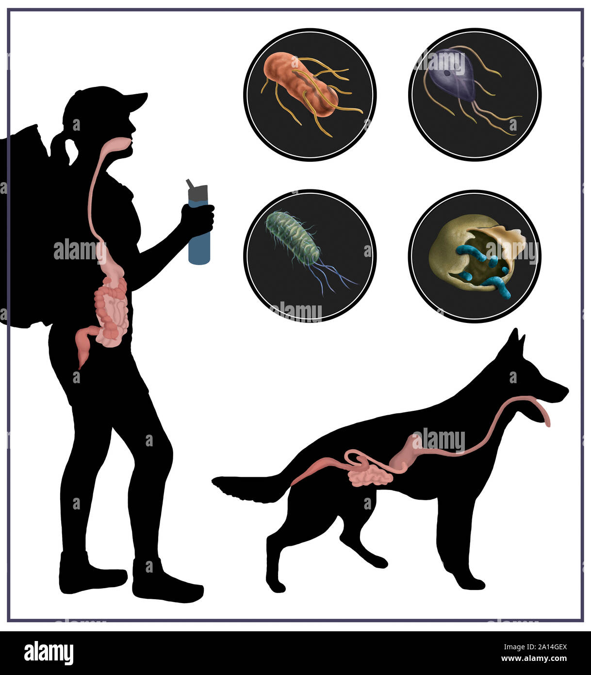 Dog internal organs anatomy anatomy hi-res stock photography and images ...
