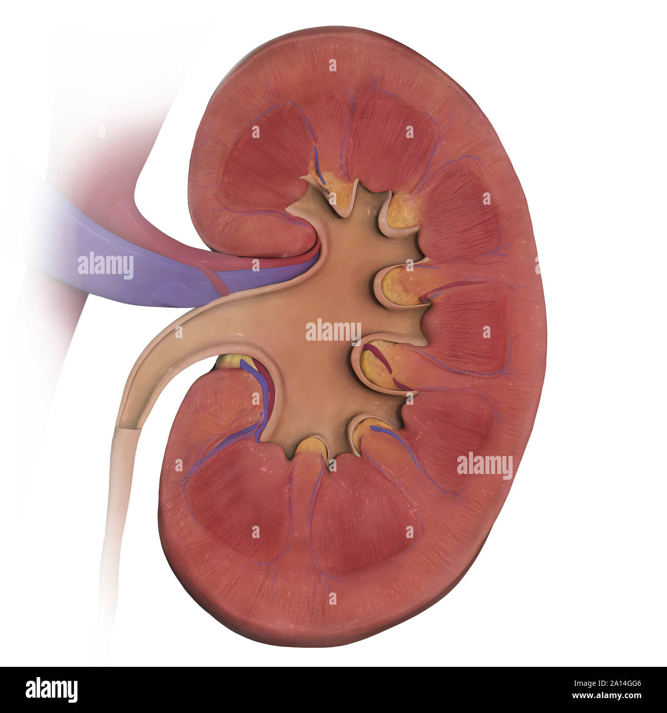 Coronal section of left kidney Stock Photo - Alamy