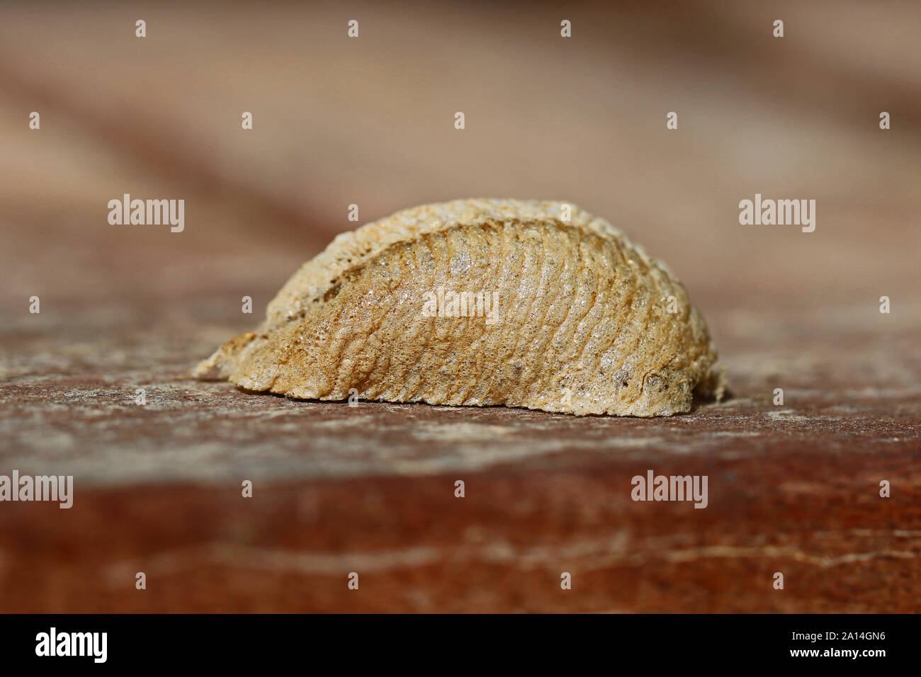Praying mantis or mantid egg nest or ootheca close up Latin mantis ...