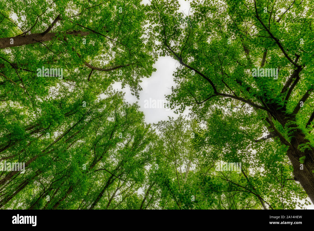 Looking up into trees in the forest with cloudless sky in the middle ...