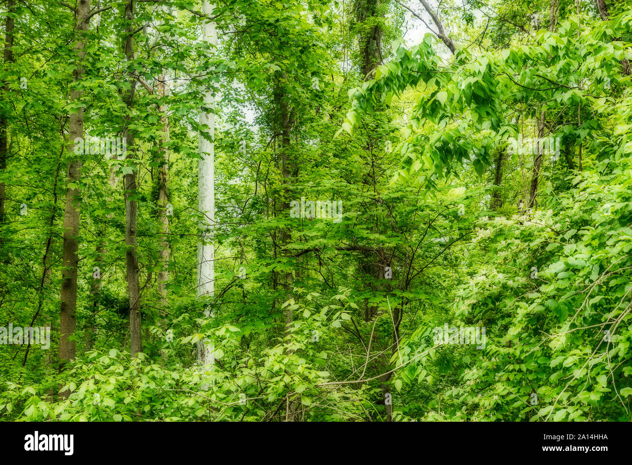 Ohio tree hi-res stock photography and images - Alamy