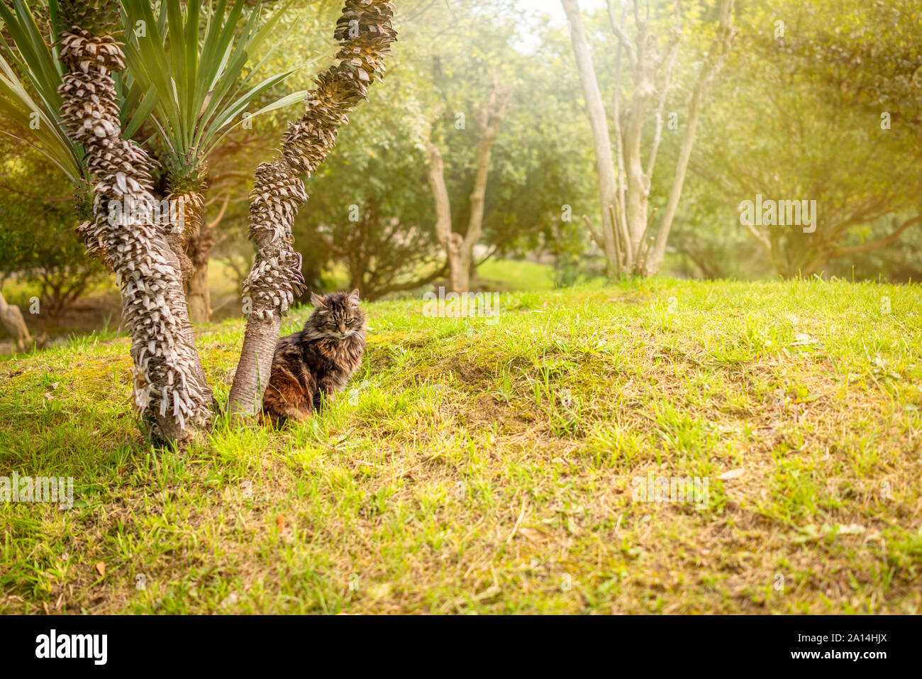 A fluffy cat is sitting under a tree on a green lawn. The cat is ...