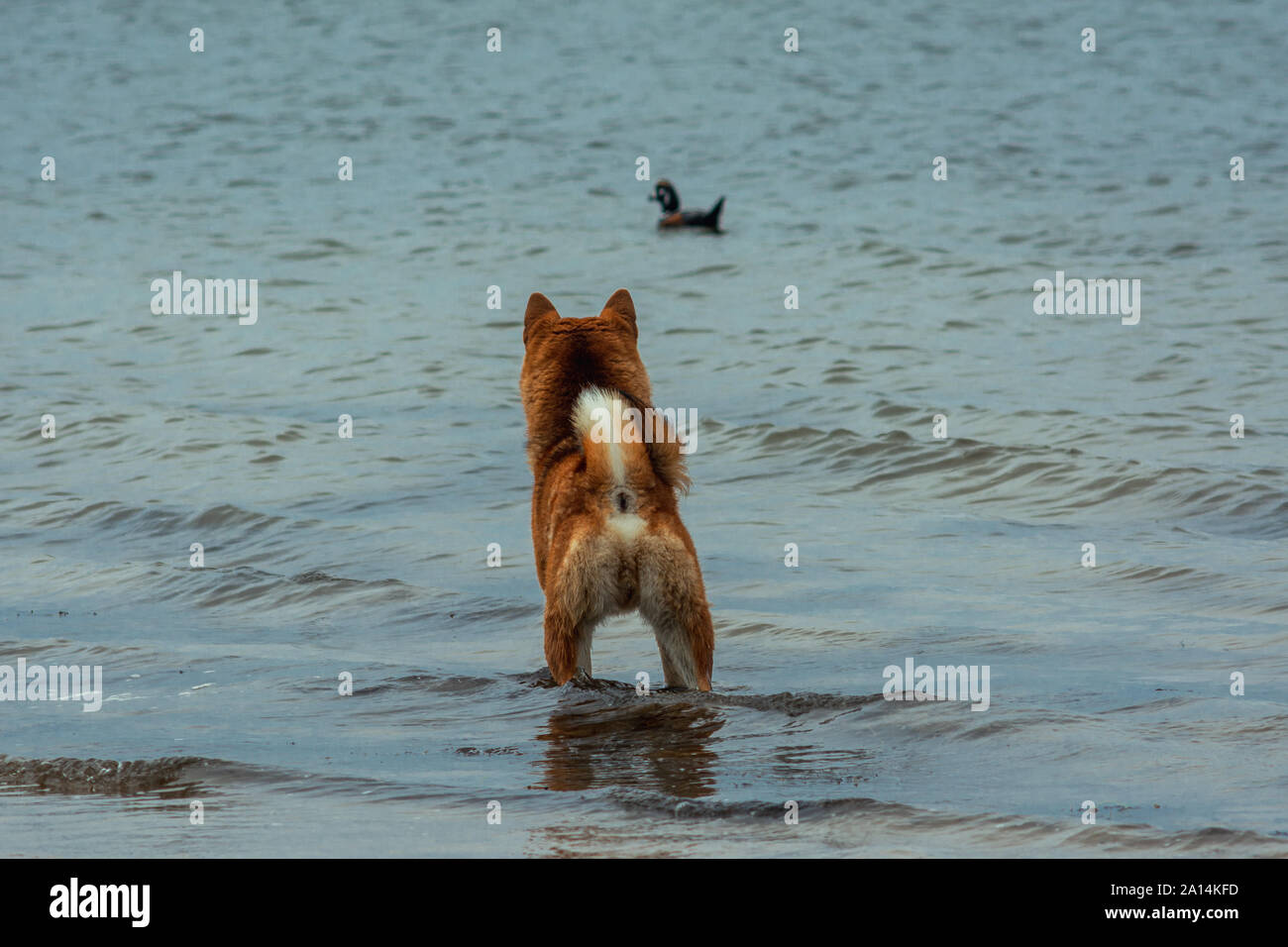 Shiba inu breed hi-res stock photography and images - Alamy