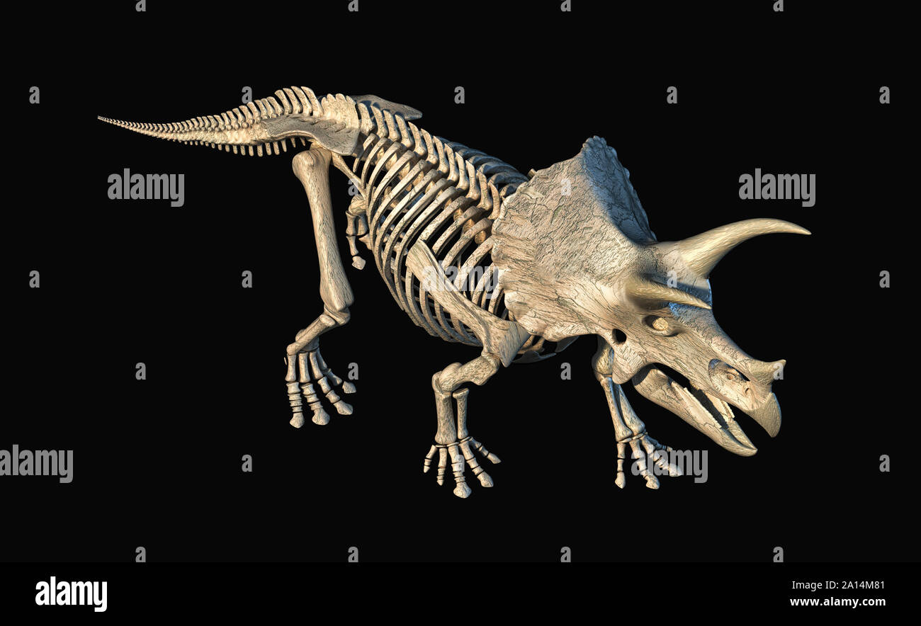 Triceratops skeleton hi-res stock photography and images - Alamy