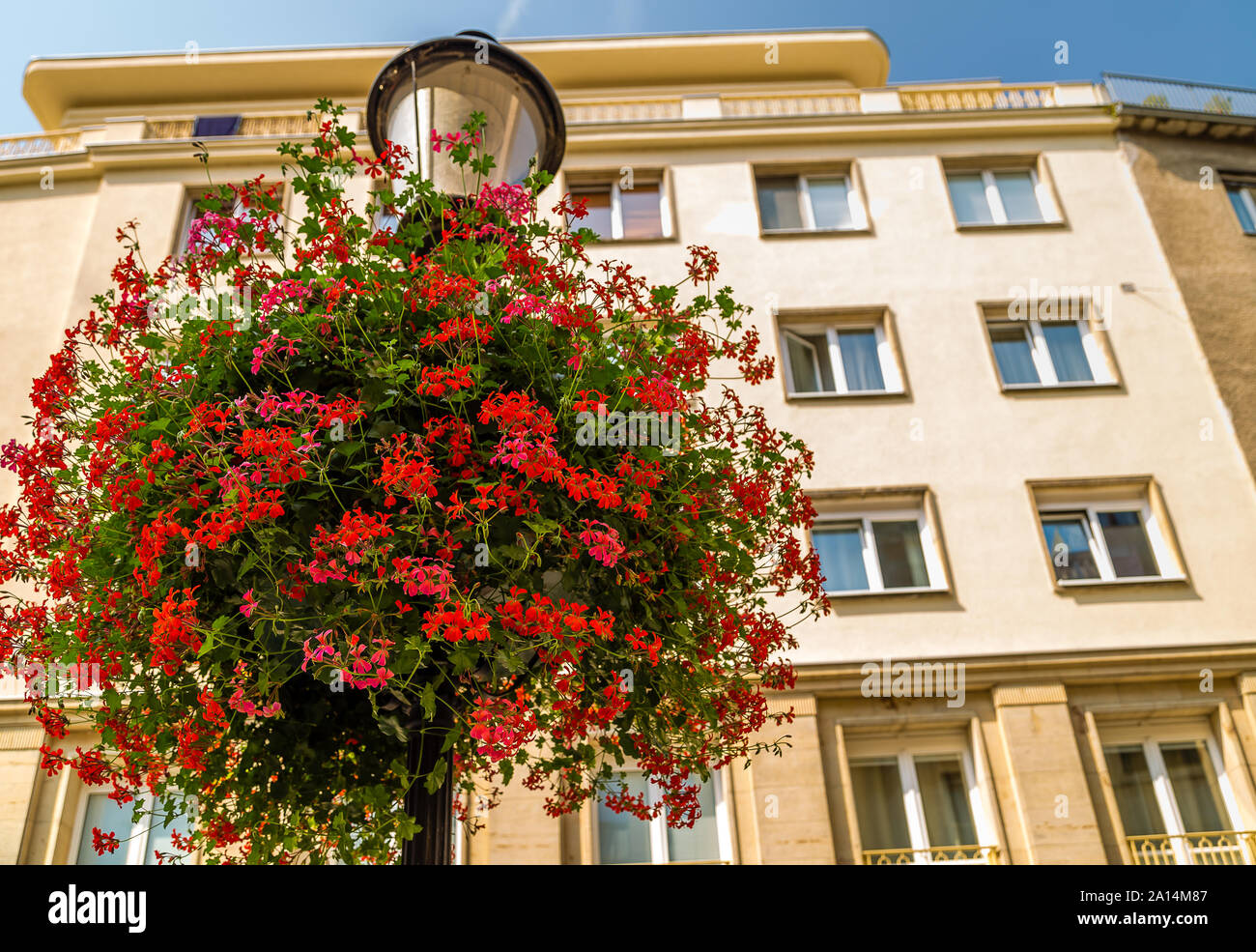 hanging red geraniums near ancient building Stock Photo - Alamy