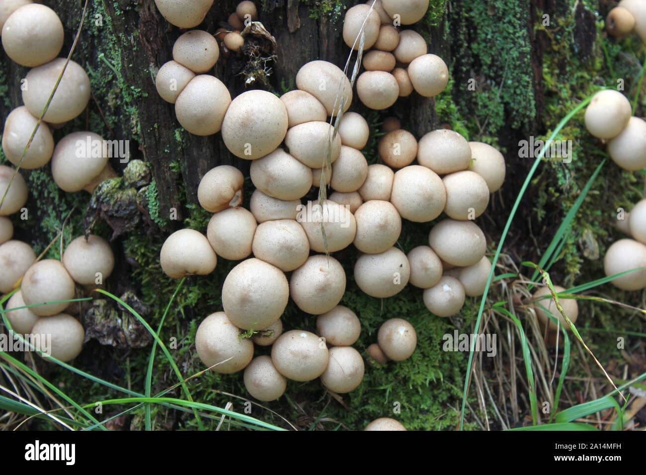 Puffball Mushrooms Growing On An Old Mossy Tree Stump Stock Photo - Alamy