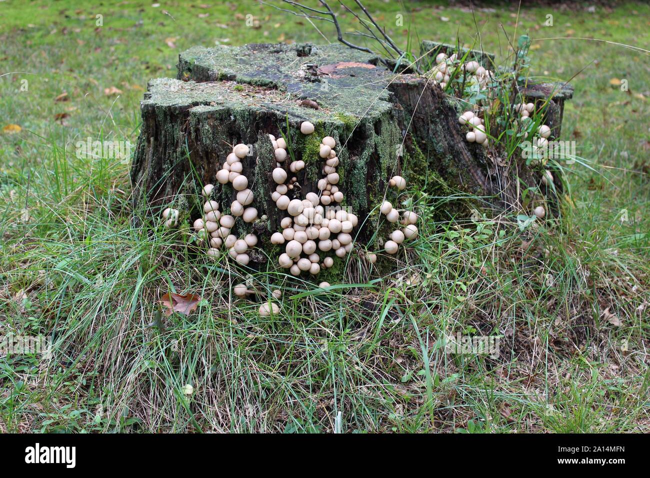 Fungus puffballs hi-res stock photography and images - Alamy