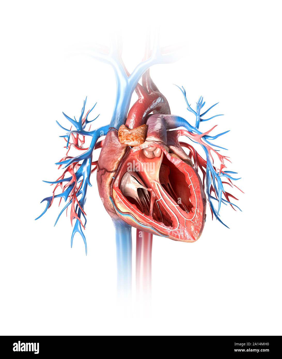 Human heart cross-section with vessels Stock Photo - Alamy