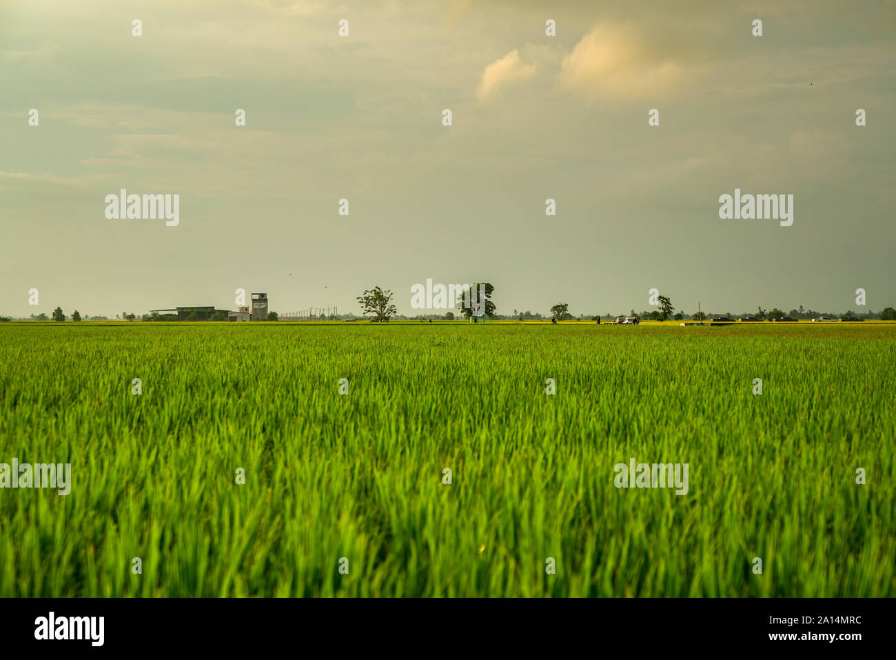 Landscape of green rice paddy field. Agriculture or landscape concept ...
