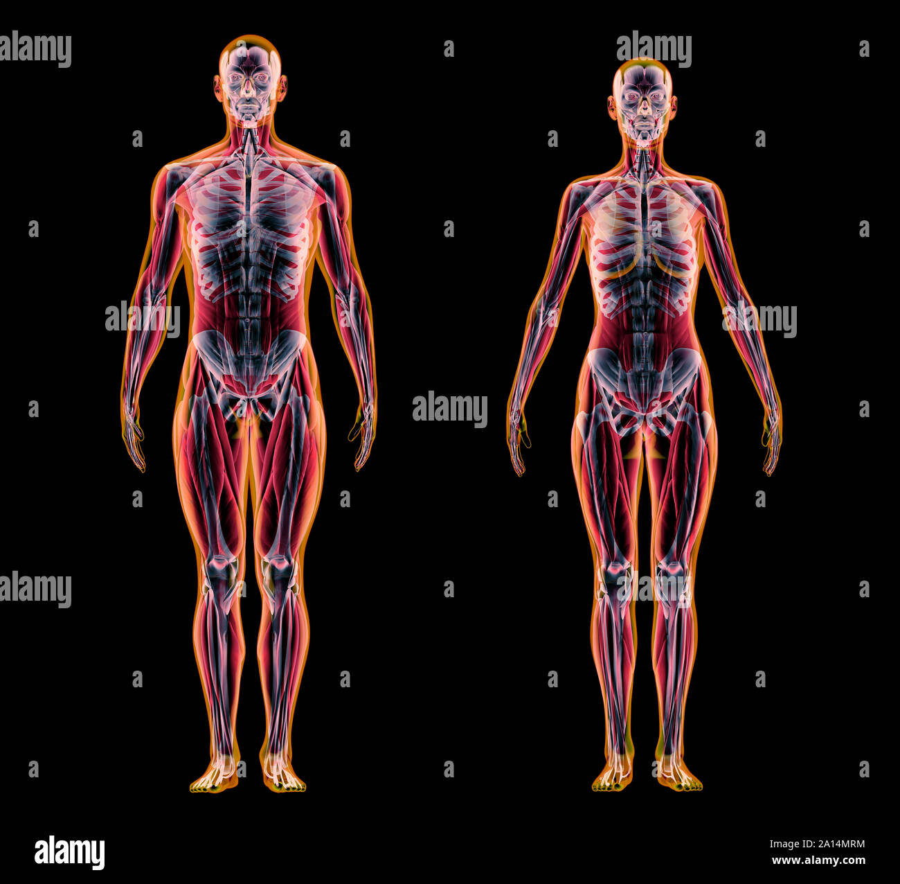 X-ray effect of male and female muscle and skeletal systems on black ...