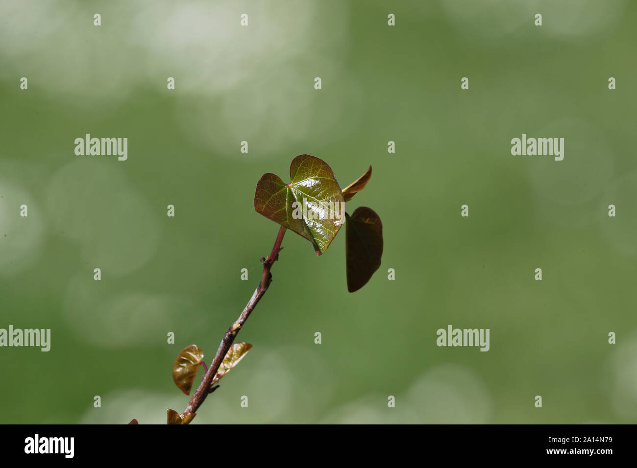 State tree of oklahoma hi-res stock photography and images - Alamy