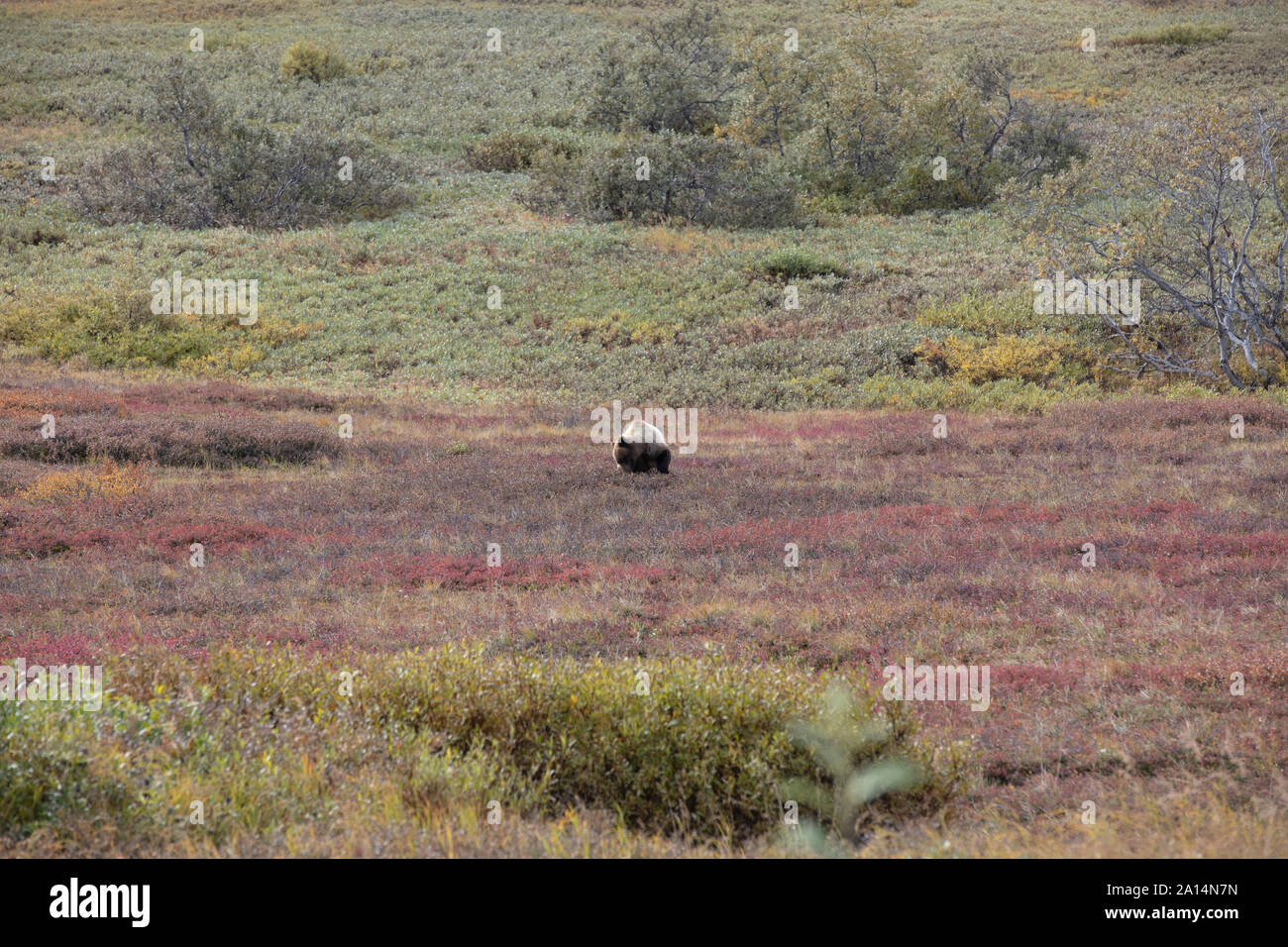 Grizzly Bears in wide landscape Stock Photo - Alamy