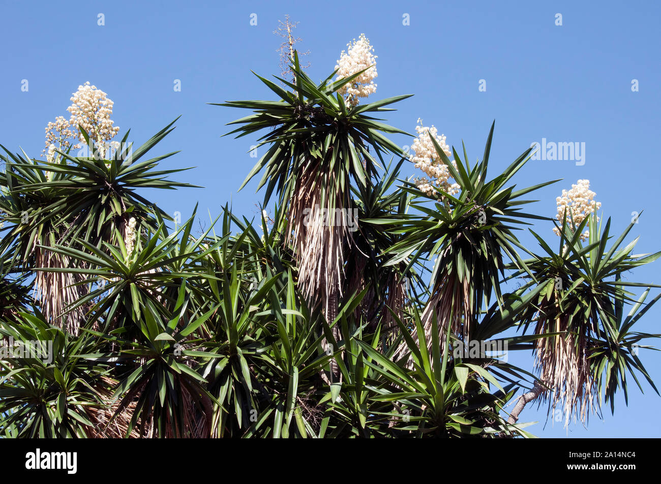 Sydney Australia, flowers of Nolina longifolia or Mexican Grass tree ...