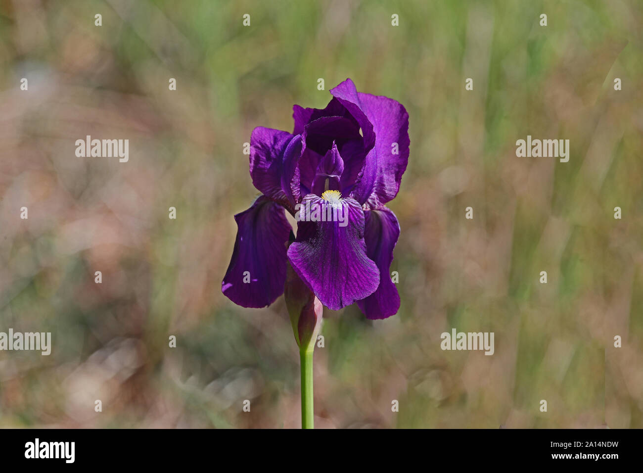 Purple bearded iris flower also called a German iris Latin pogoniris or ...