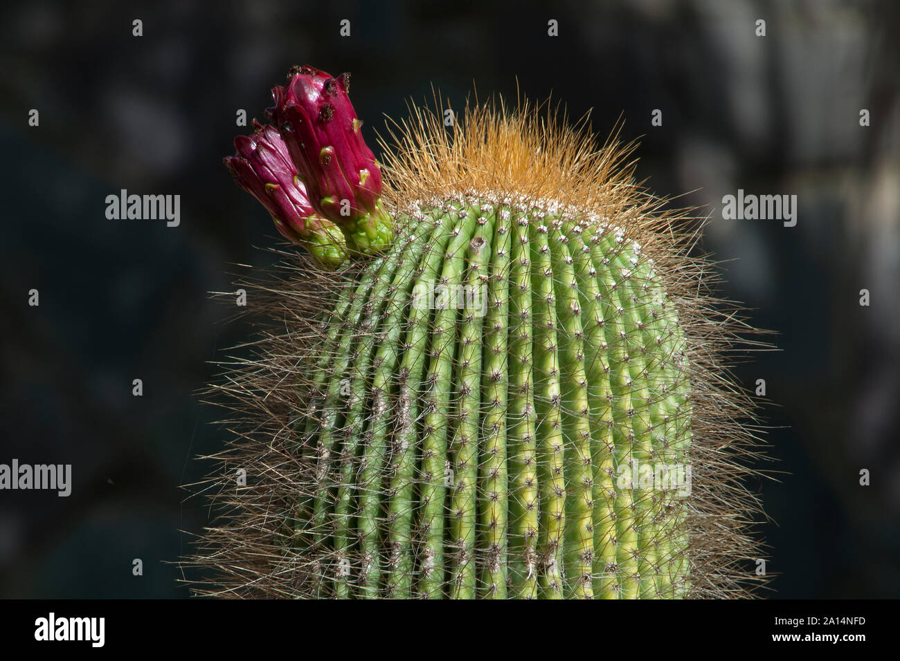 Column cactus hi-res stock photography and images - Alamy