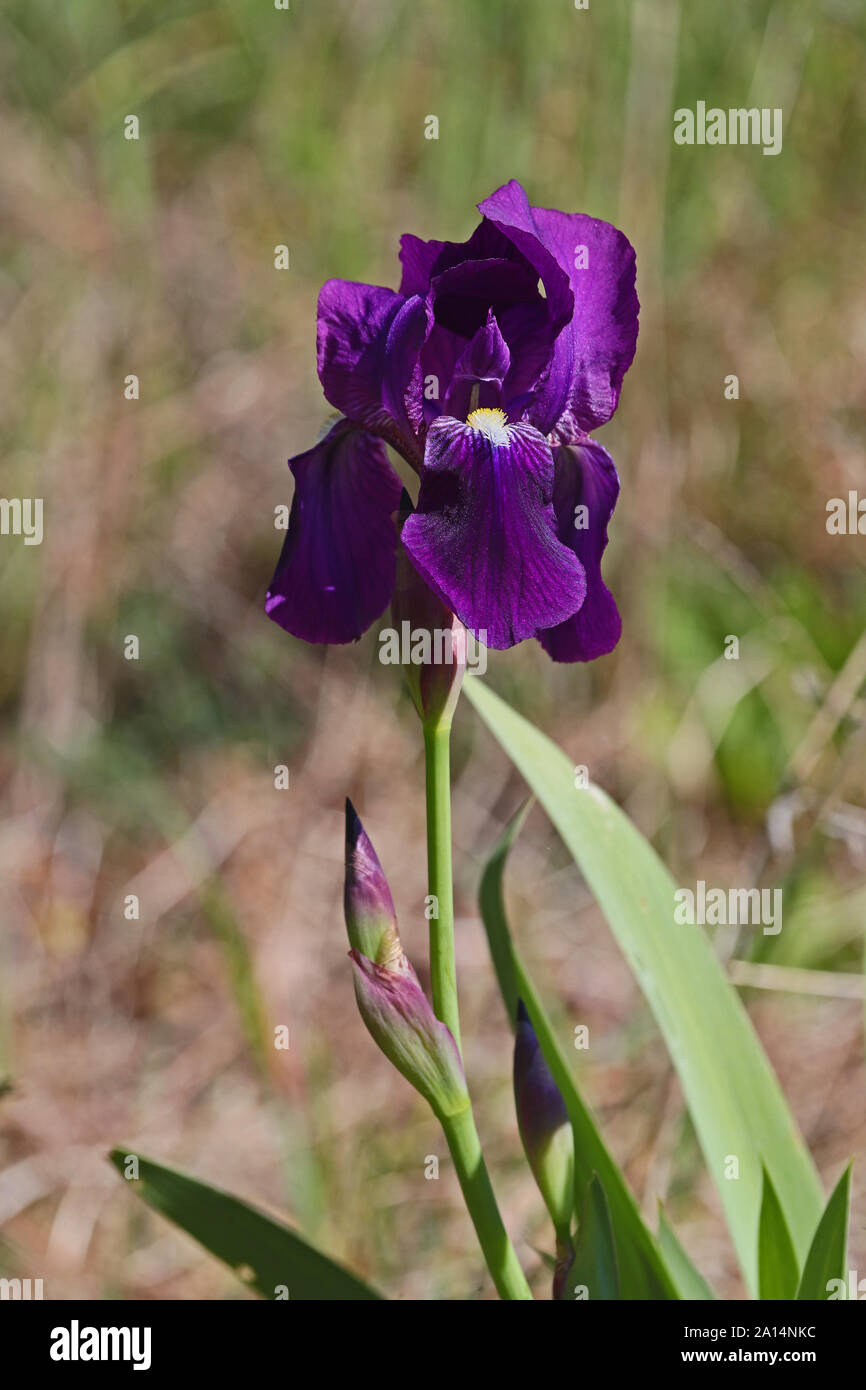 Purple bearded iris flower also called a German iris Latin pogoniris or ...