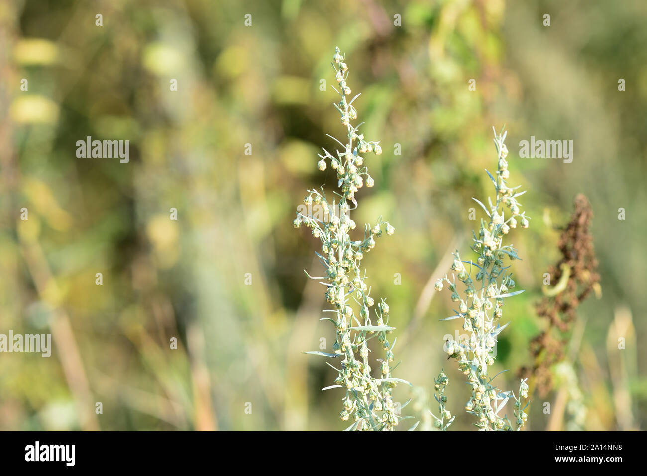 Bitter grass hi-res stock photography and images - Alamy