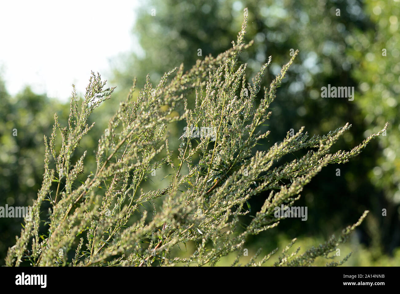 Bitter grass hi-res stock photography and images - Alamy