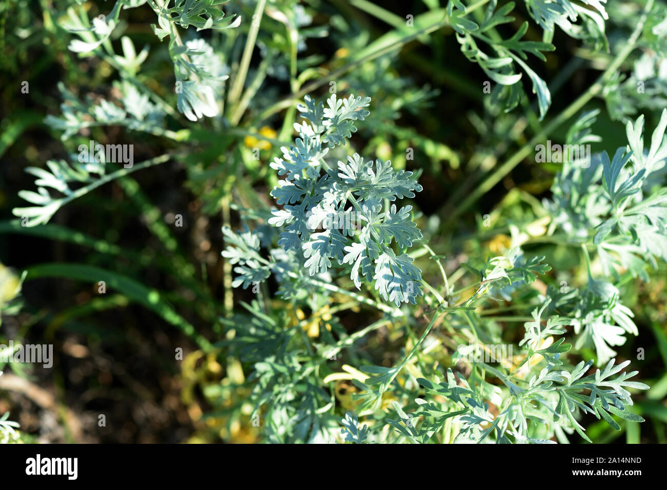 Bitter grass hi-res stock photography and images - Alamy