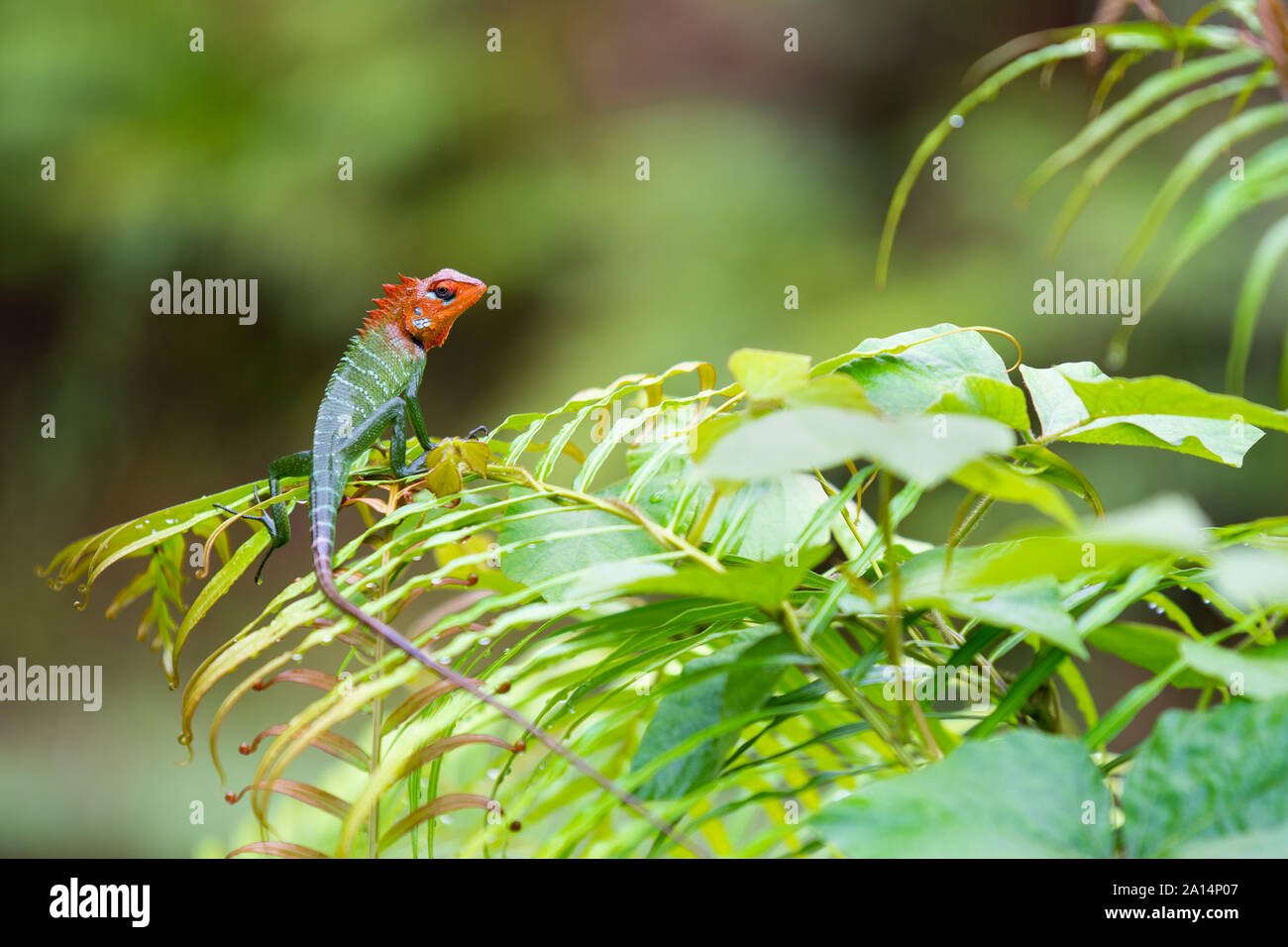 Hill country green lizard hi-res stock photography and images - Alamy