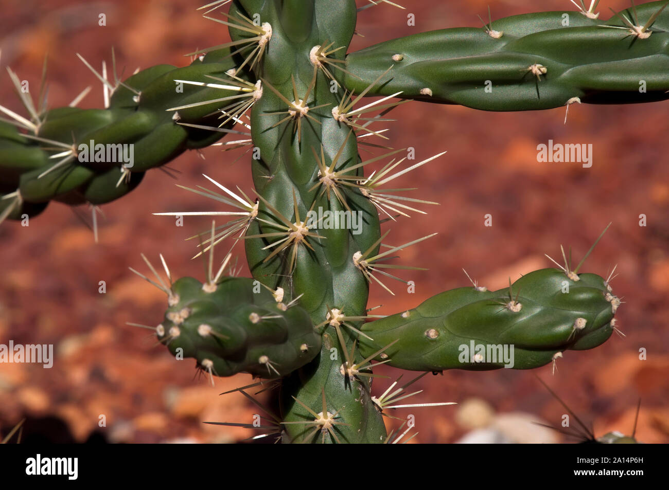 Sydney Australia, closeup of a cactus stem with long pointy thorns with blurred background Stock ...