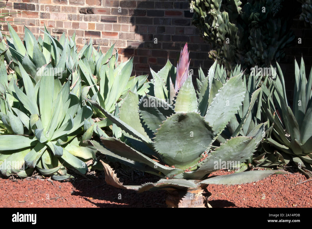 Sydney Australia, large unidentified agave plant with pink flower spike ...