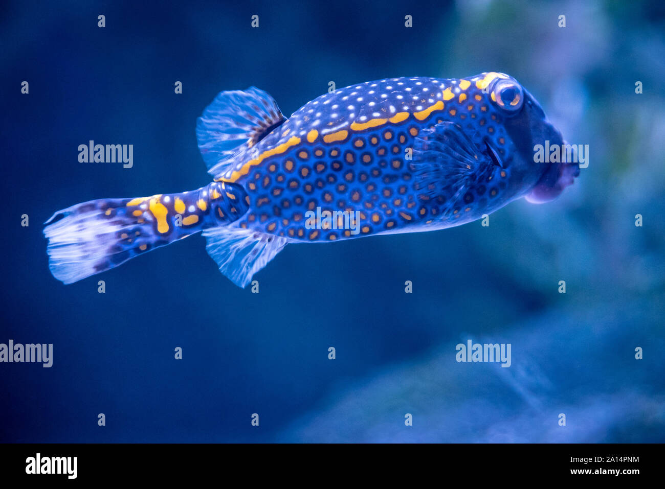 Blue spotted boxfish hi-res stock photography and images - Alamy