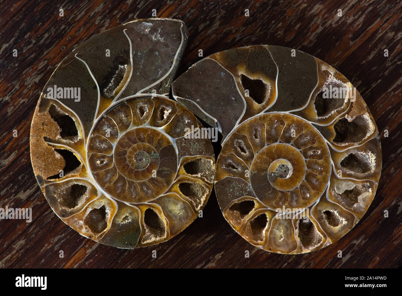 Ammonites ammonoidea hi-res stock photography and images - Alamy