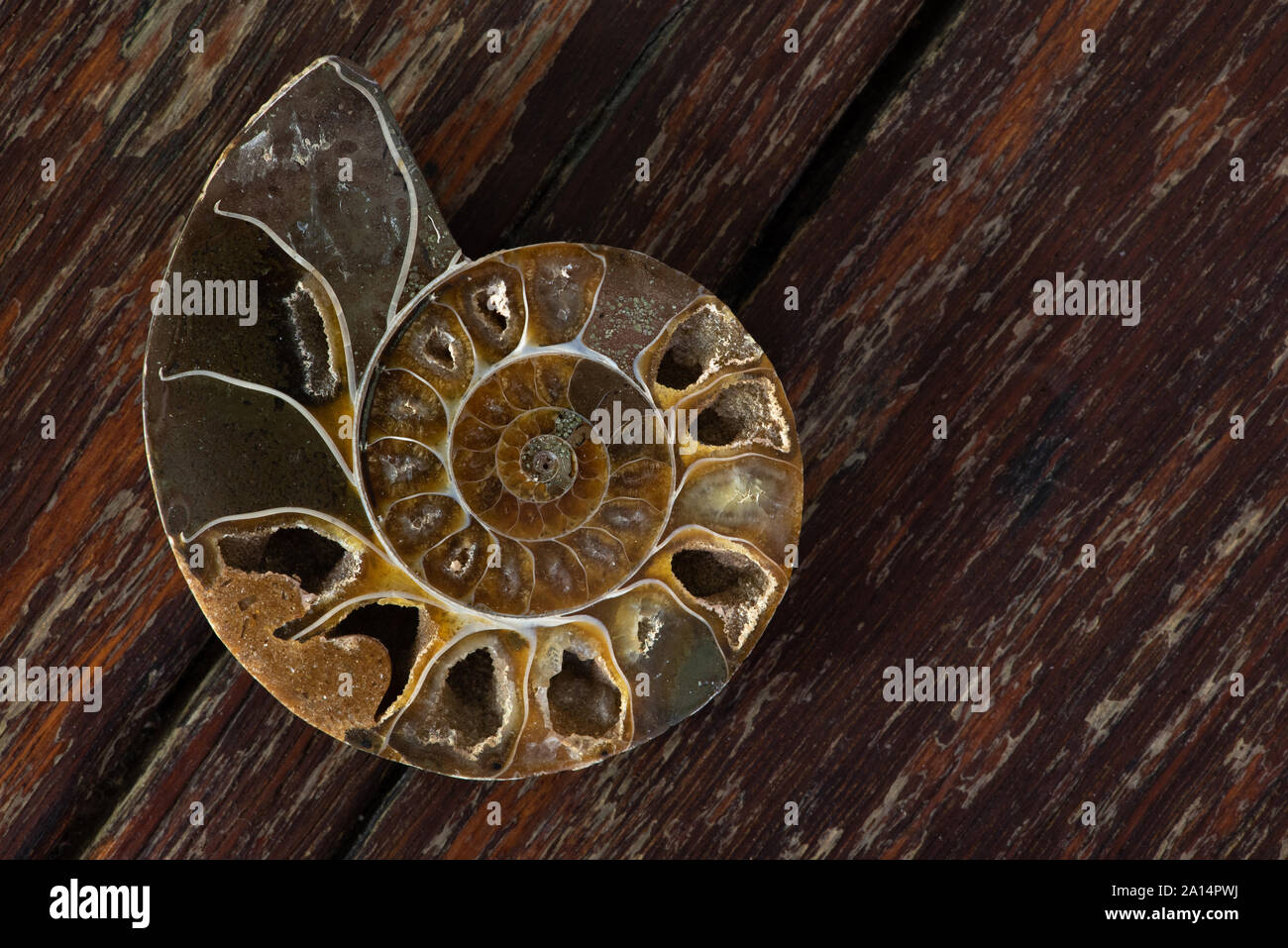 Golden ammonites hi-res stock photography and images - Alamy