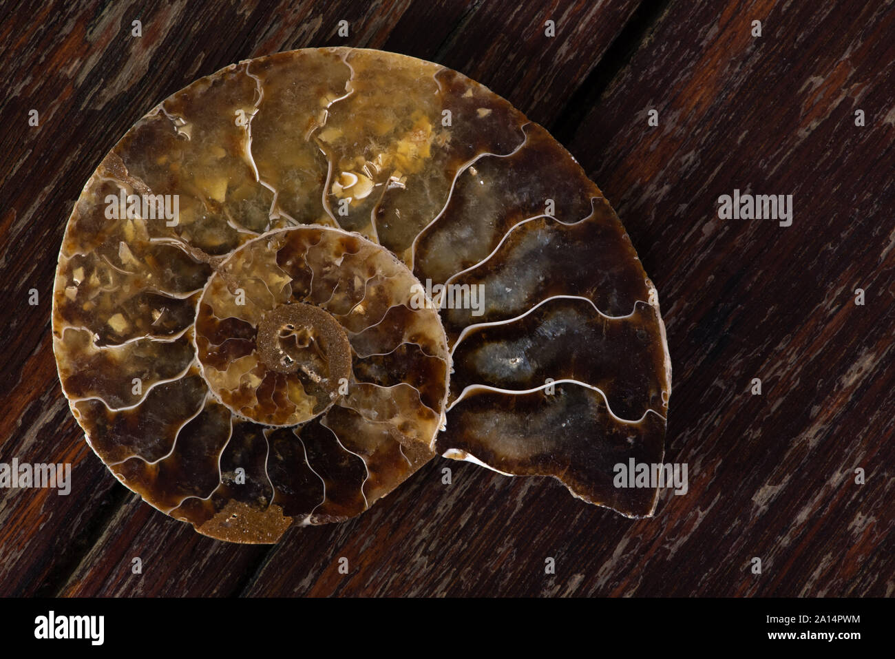 Ammonite species fossil fossils hi-res stock photography and images - Alamy