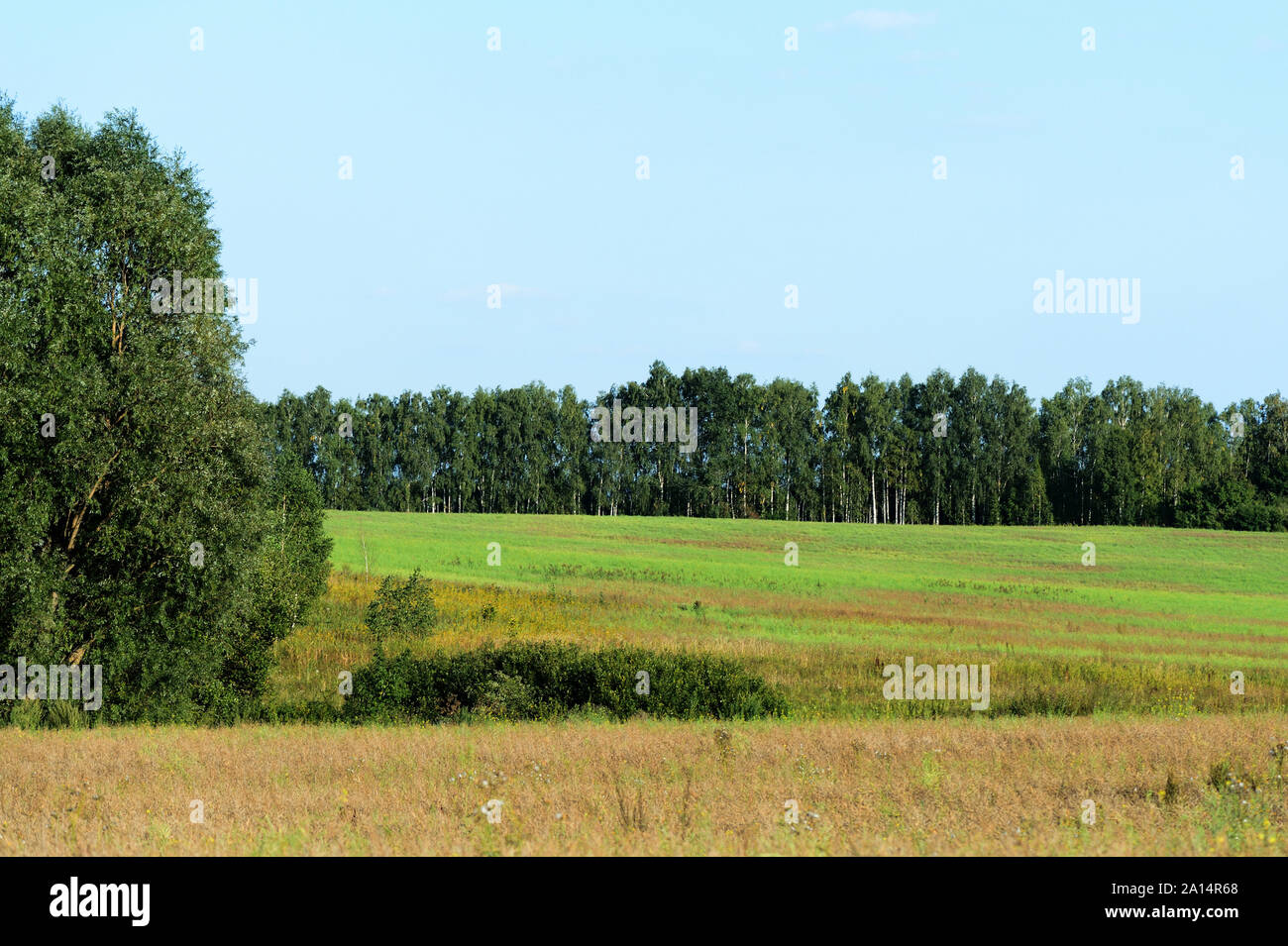 Beautiful countryside landscape - field, sky, trees. Summer rural theme ...