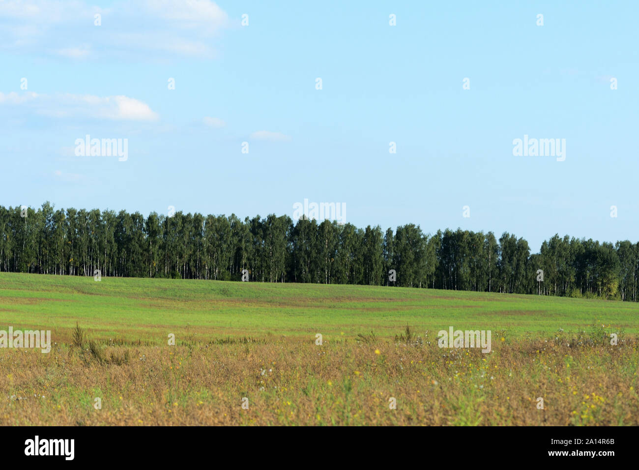 Beautiful countryside landscape - field, sky, trees. Summer rural theme ...