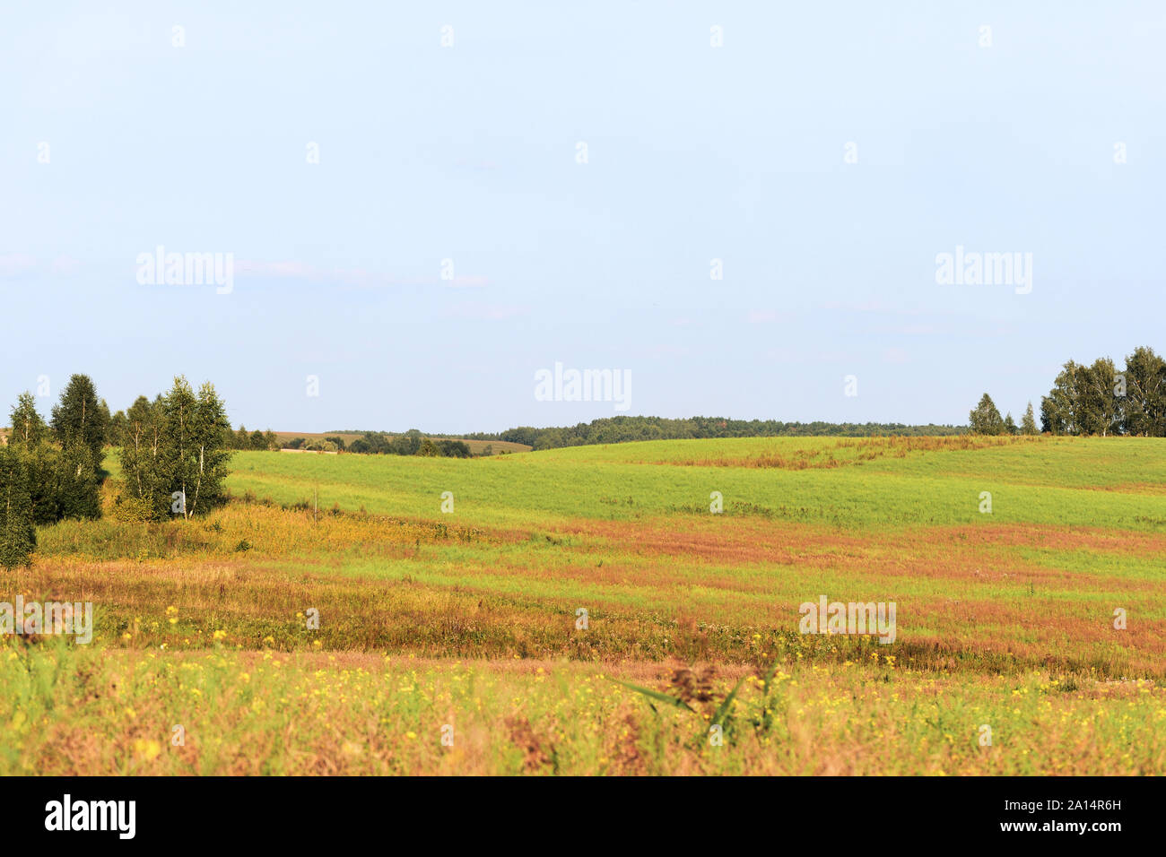 Beautiful countryside landscape - field, sky, trees. Summer rural theme ...