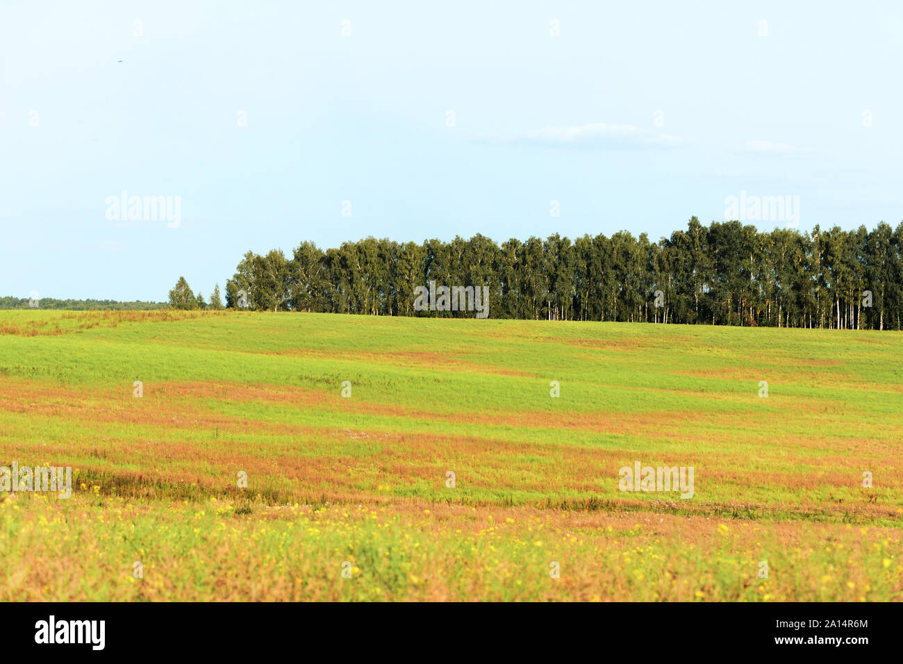 Beautiful countryside landscape - field, sky, trees. Summer rural theme ...