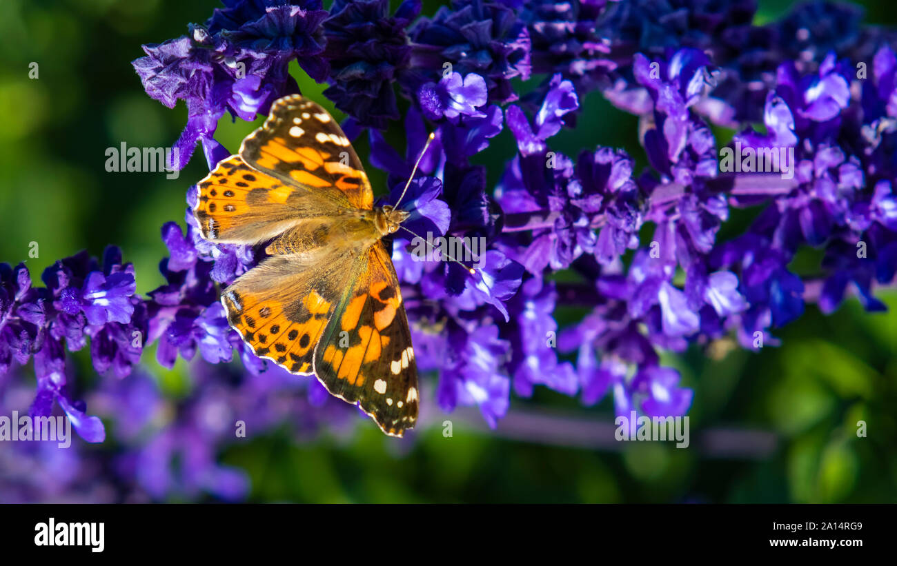 The Painted Lady (Vanessa cardui) butterfly preparing for the fall ...