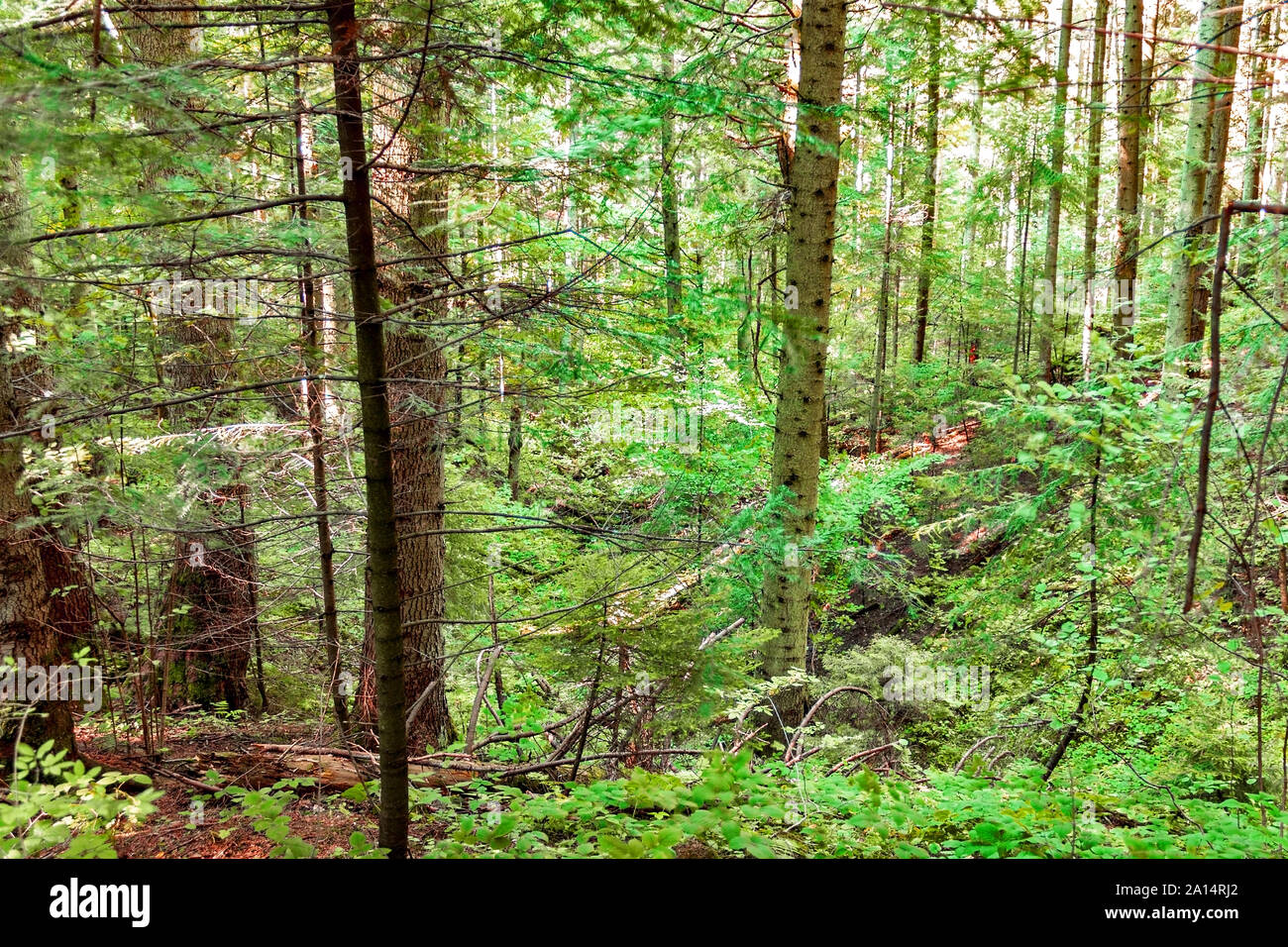 view inside of the forest on the trees Stock Photo - Alamy