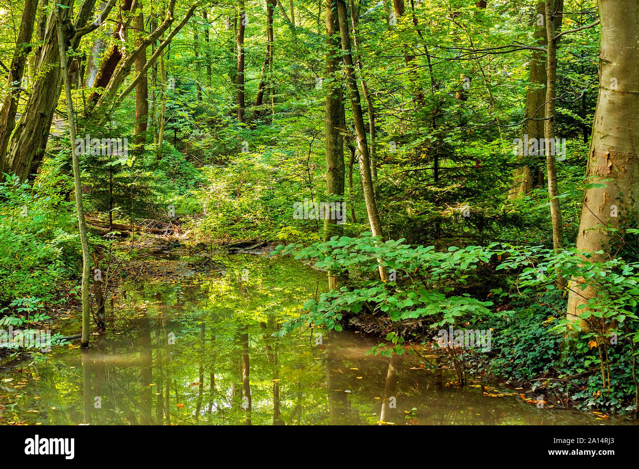 Lush green swamp and tropical forest scene. The sun is peaking through ...
