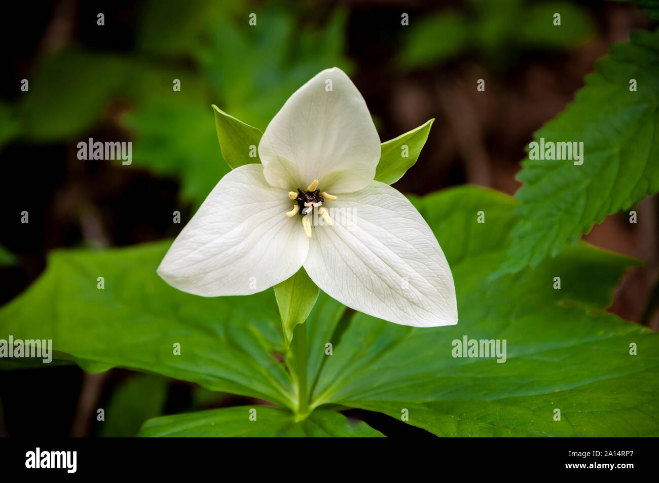 The Great White Trillium in the Smoky Mountains of Tennessee, USA ...