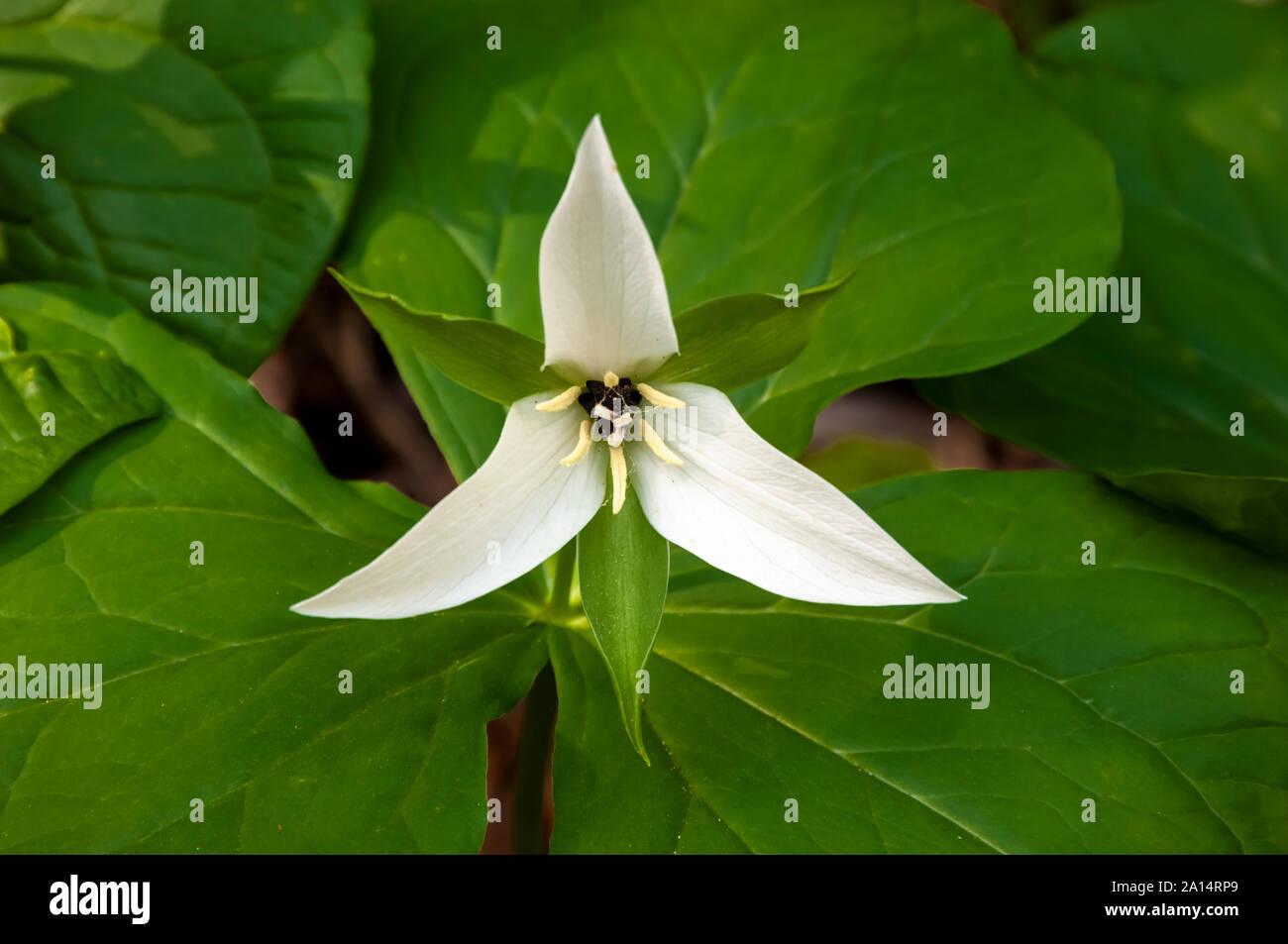 The Great White Trillium in the Smoky Mountains of Tennessee, USA ...