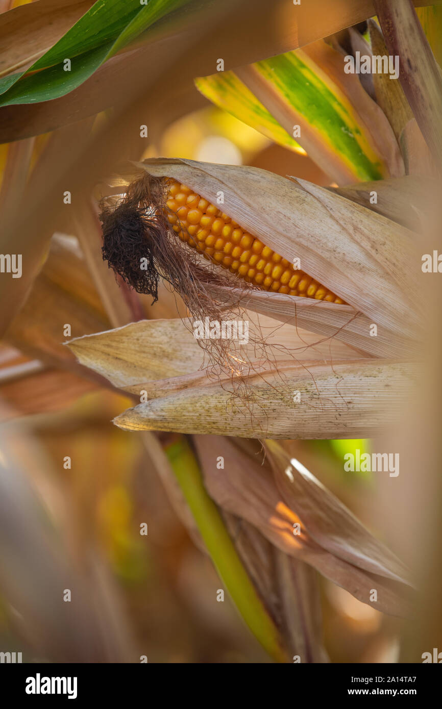 Corn cob with green leaves growth in agriculture field outdoor Stock ...