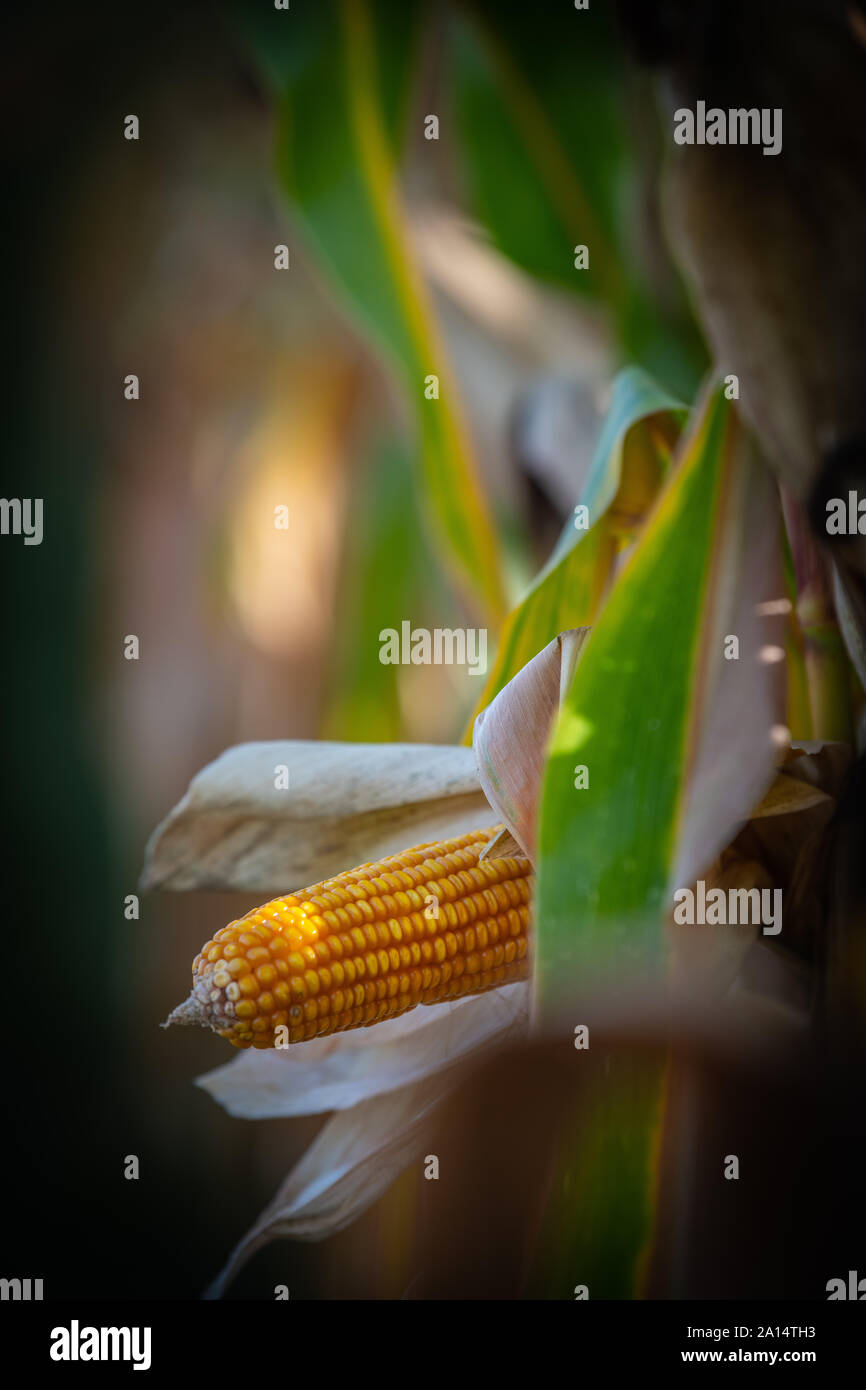 Corn cob with green leaves growth in agriculture field outdoor Stock ...