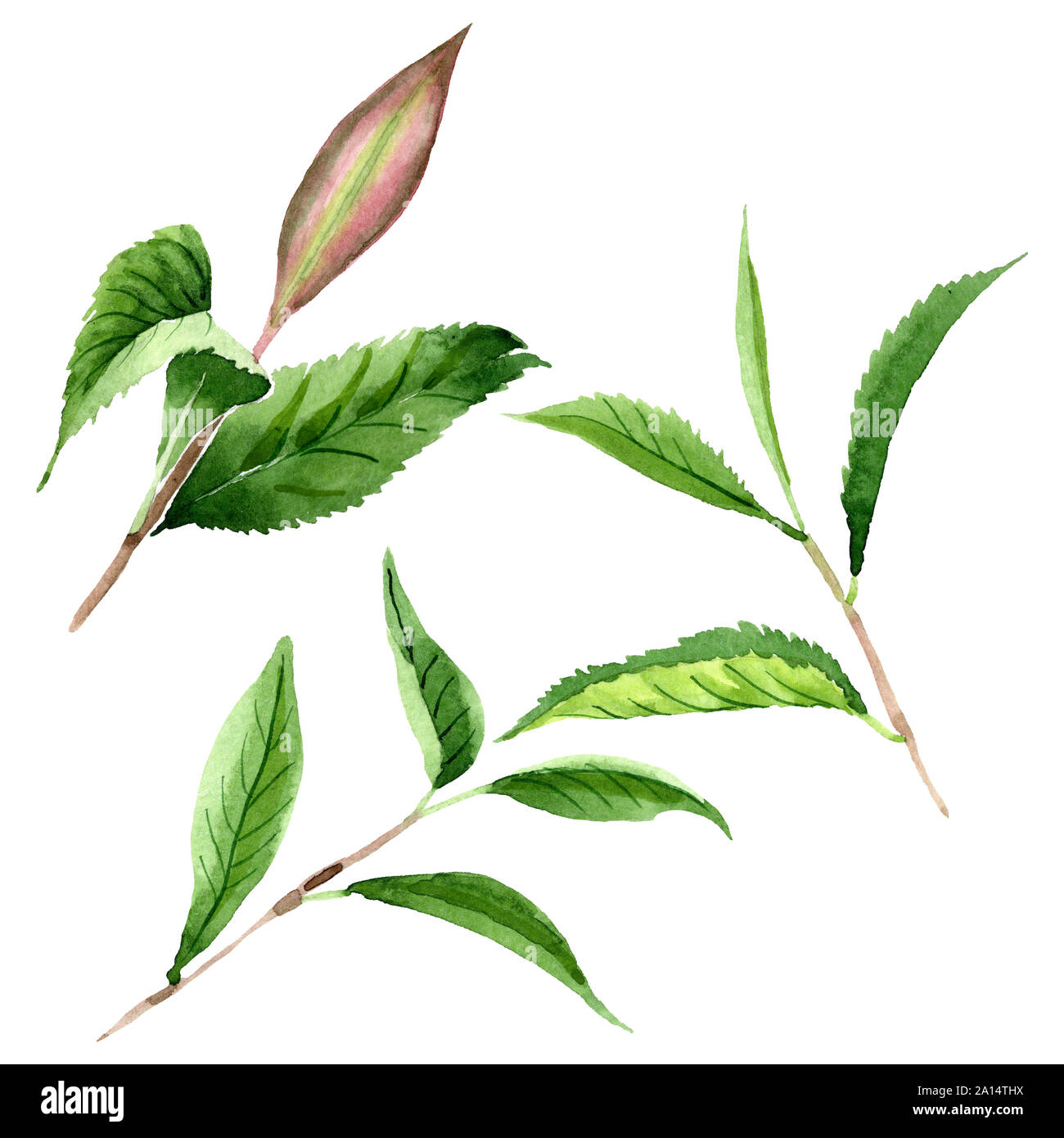 Green tea leaves. Watercolor background illustration set. Isolated leaf ...