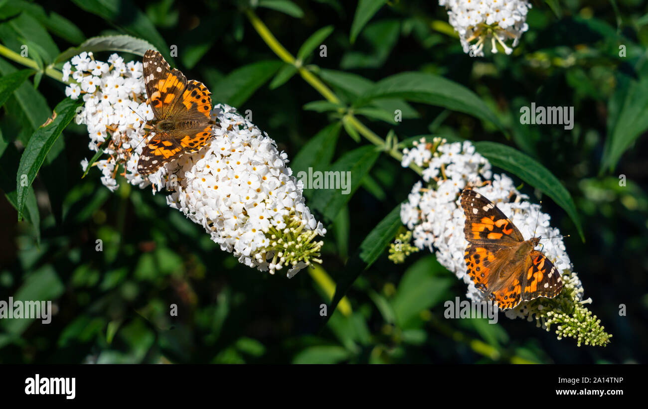 The Painted Lady (Vanessa cardui) butterfly preparing for the fall ...
