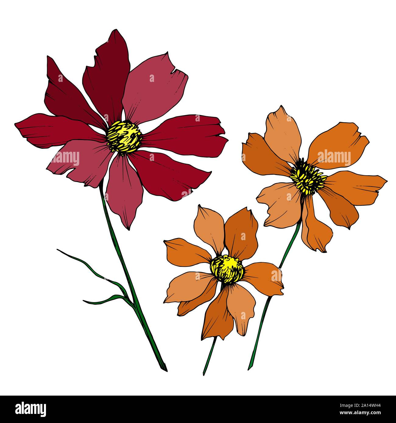 Vector Cosmos floral botanical flowers. Black and white engraved ink ...