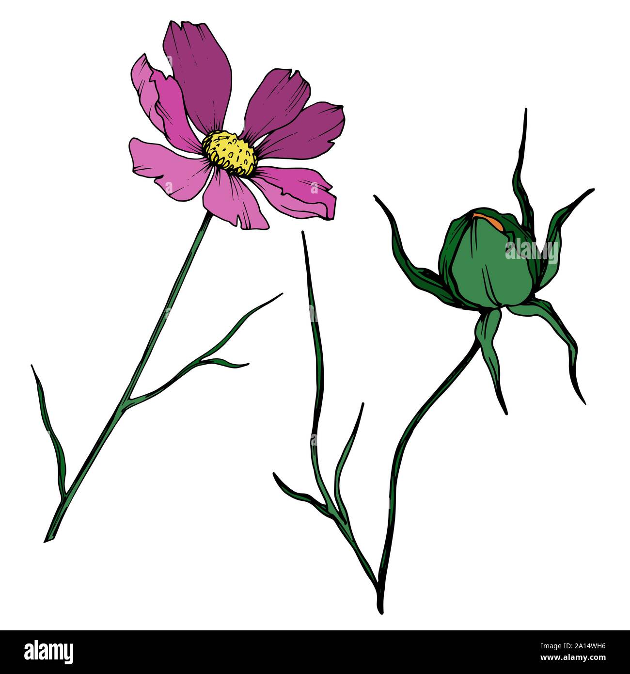 Vector Cosmos floral botanical flowers. Black and white engraved ink ...