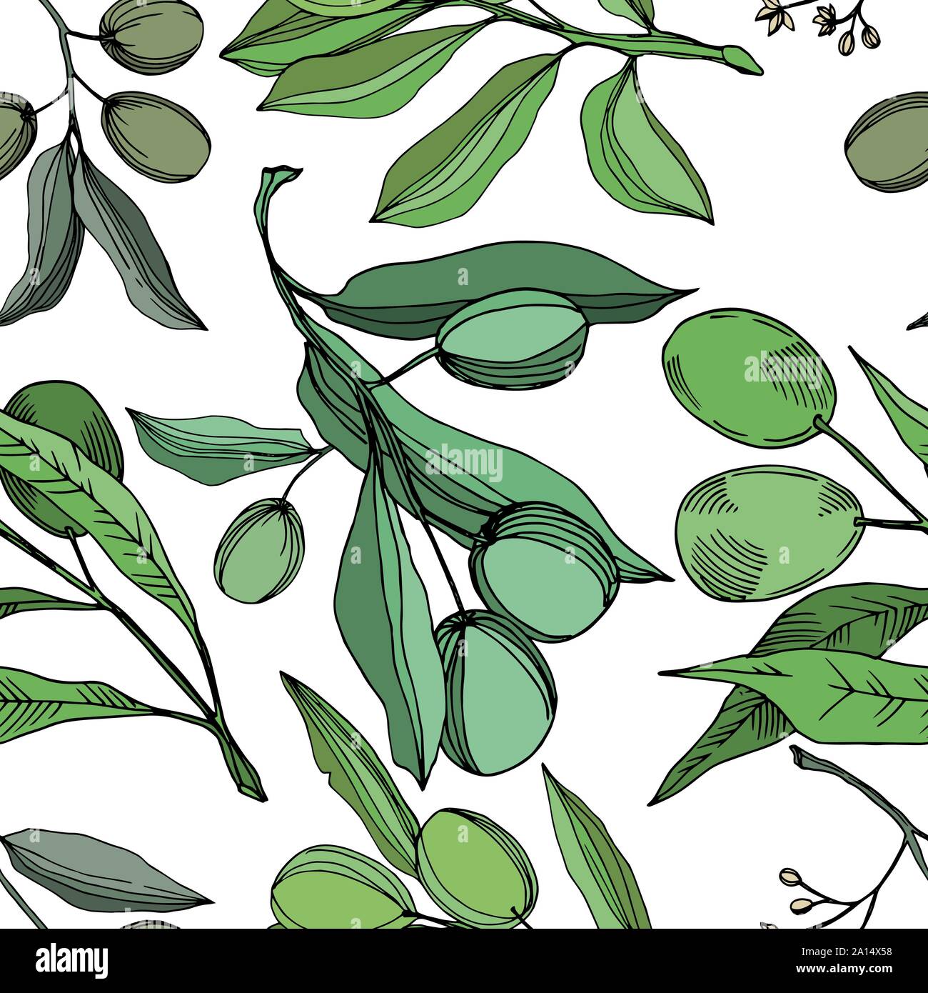 Vector Olive branch with fruit. Black and white engraved ink art ...