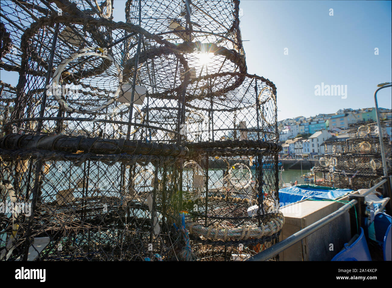 Cuttlefish Trap High Resolution Stock Photography and Images - Alamy