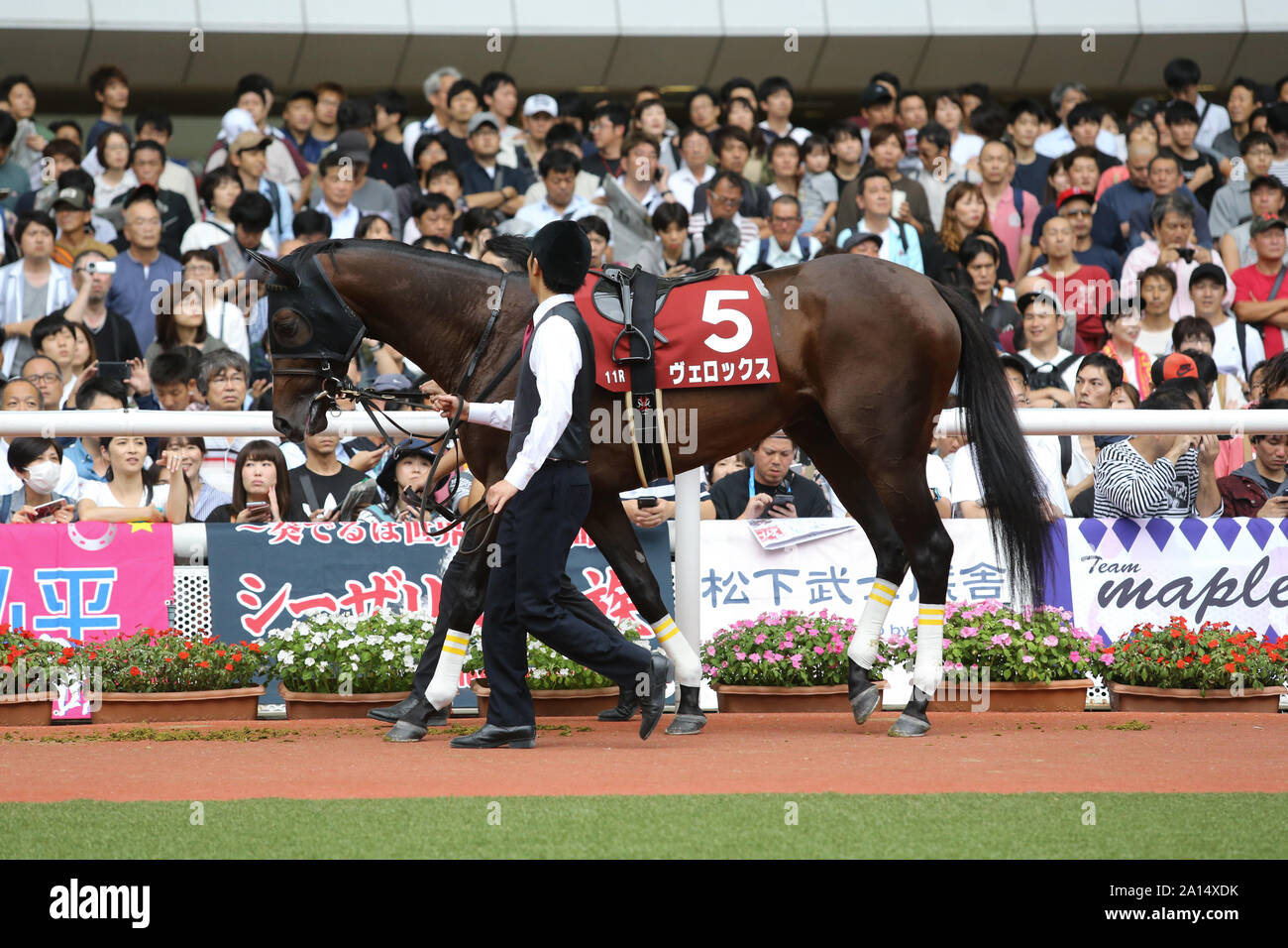 Hyogo, Japan. 22nd Sep, 2019. Velox Horse Racing : Velox is led through ...